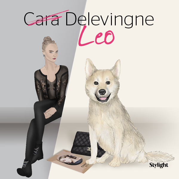 Cara Delevingnes Hund Leo als eines der erfolgreichsten Haustiere der Stars als Grafik