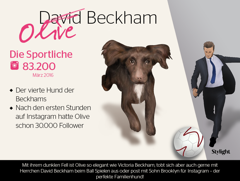 Die erfolgreichen Haustiere der Promis mit Victoria und David Beckhams Hund Olive