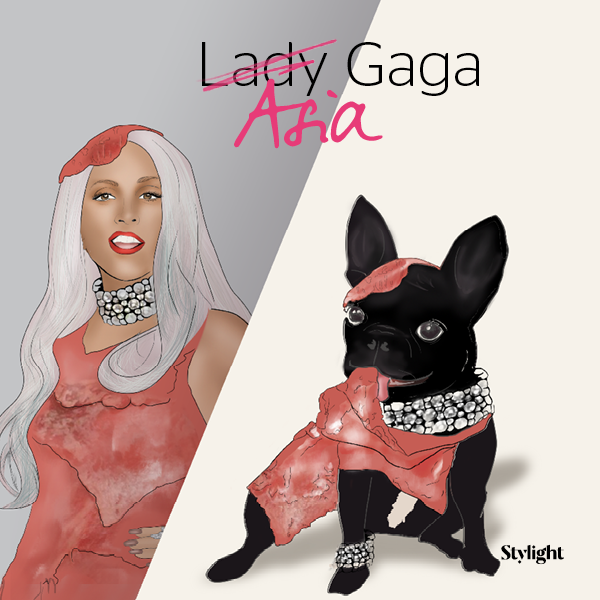 Lady Gagas Hund Asia als eines der erfolgreichsten Haustiere der Stars als Grafik